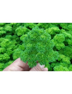 Eucalipt gunnii copacul care indeparteaza tantarii